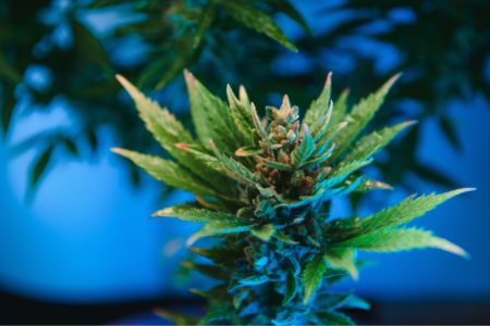 What Are the Most Common Types of Cannabis?
